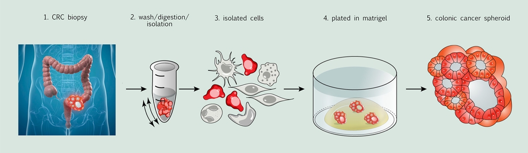 Roose Lab - Organoids
