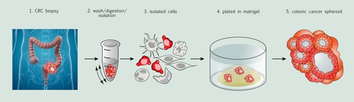 Roose Lab - Organoids